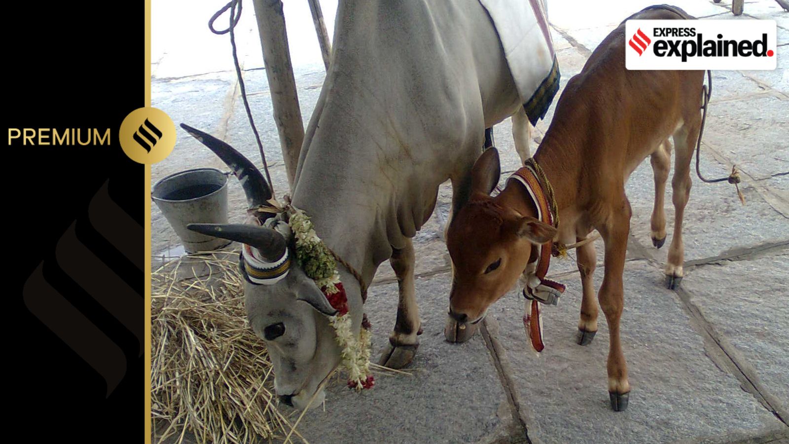 Explained: The ‘desi’ cow, and economics of Maharashtra’s subsidy ...
