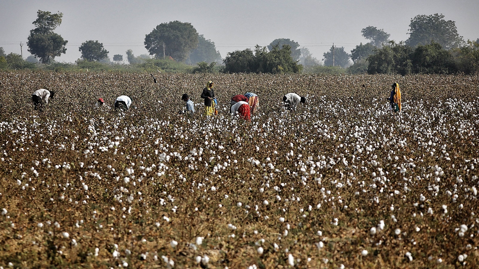 In some cotton fields in Gujarat, farm workers include tribal children ...