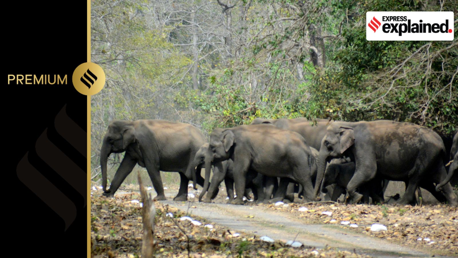 How elephants are counted, why policy needs a rethink | Explained News ...