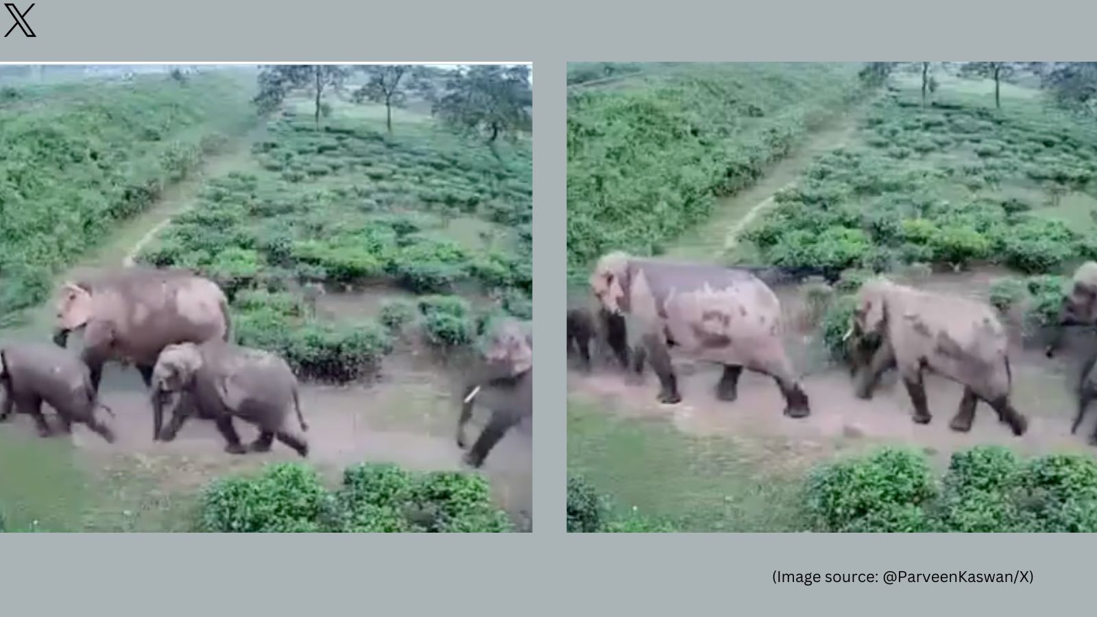 Watch: Herd of majestic elephants cross a railway track, breath-taking ...