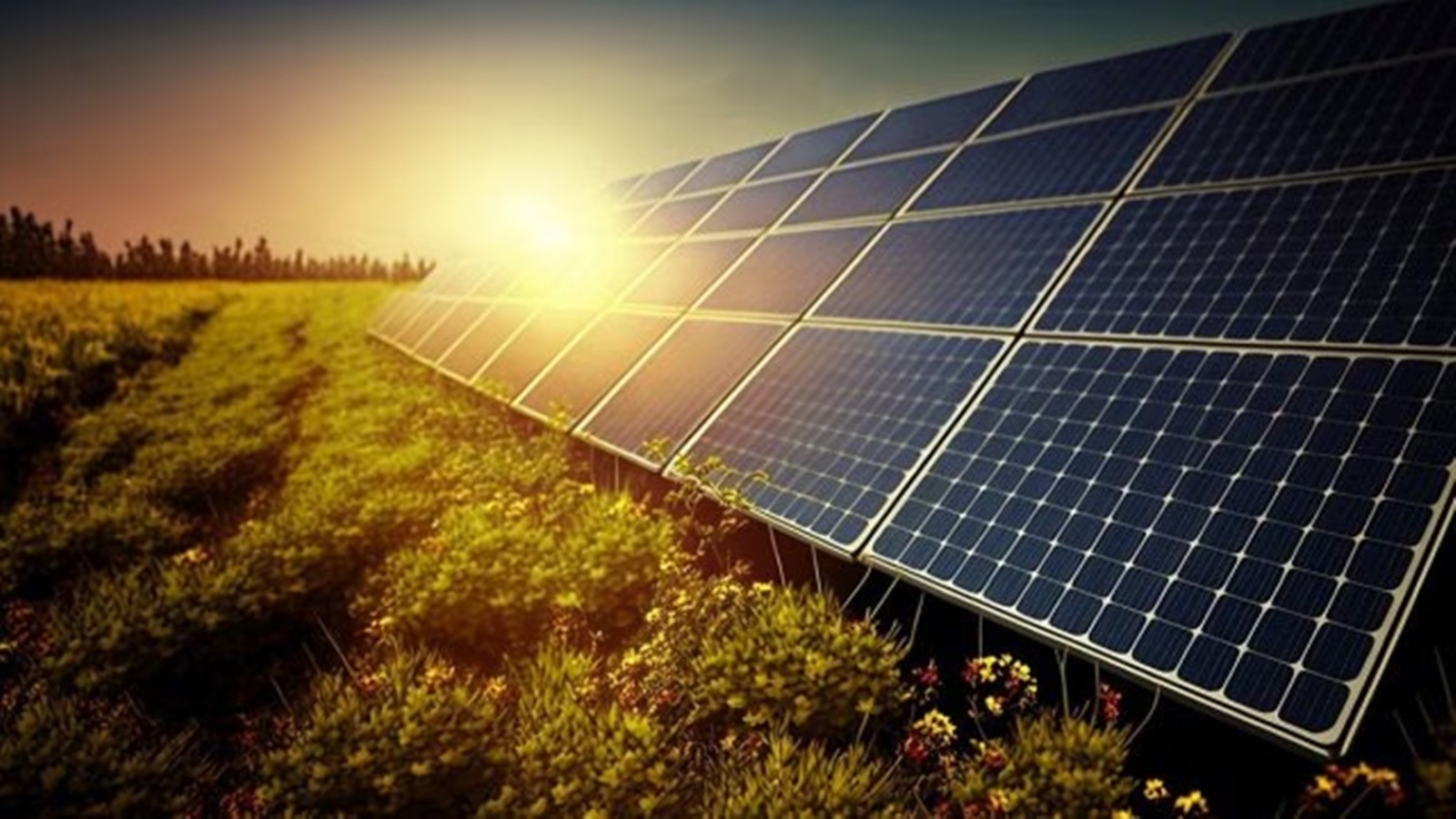 Fifth Edition of World Trade Expo promotes green energy, partnerships ...