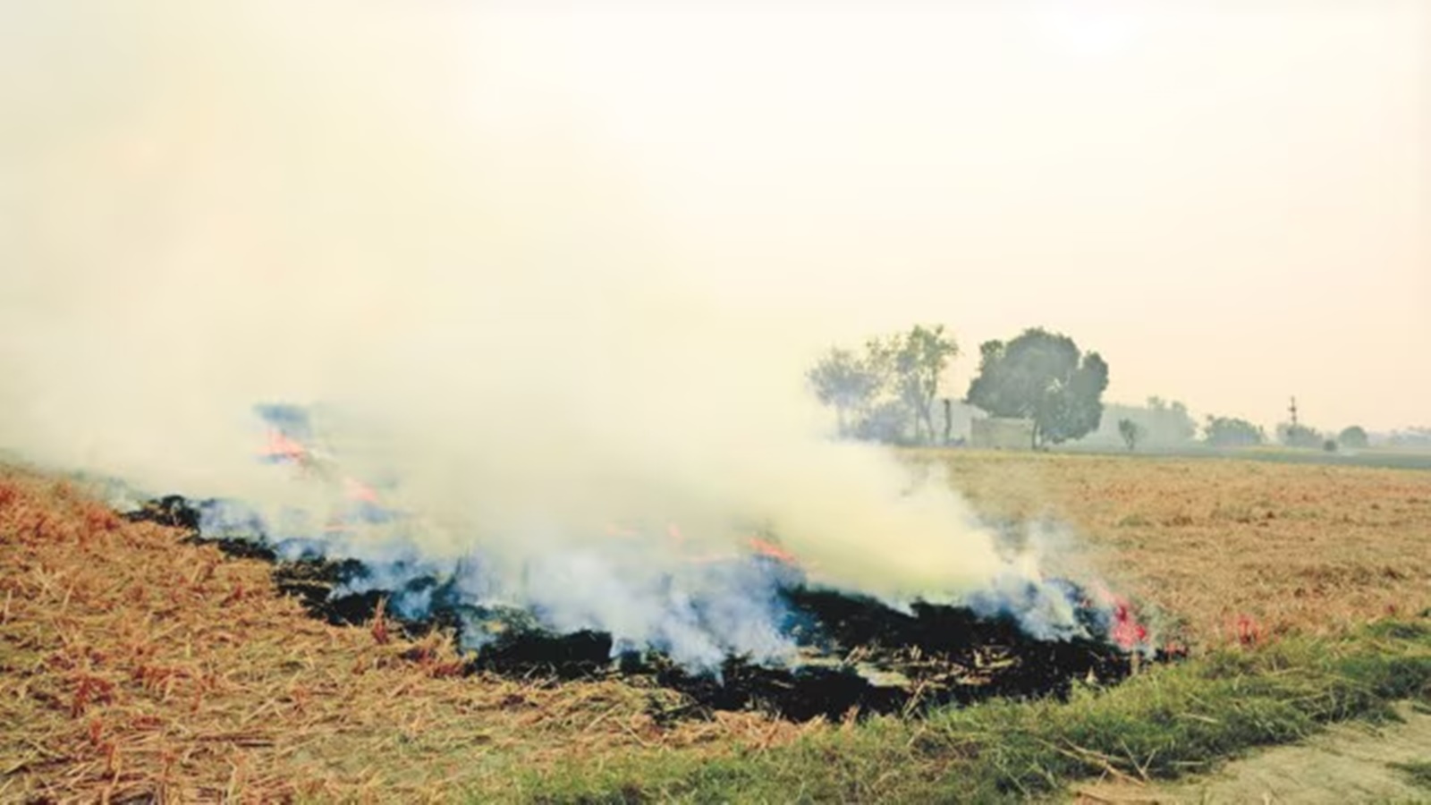 Environment Ministry mulls revising penalties for stubble burning, in talks with Law ministry ...