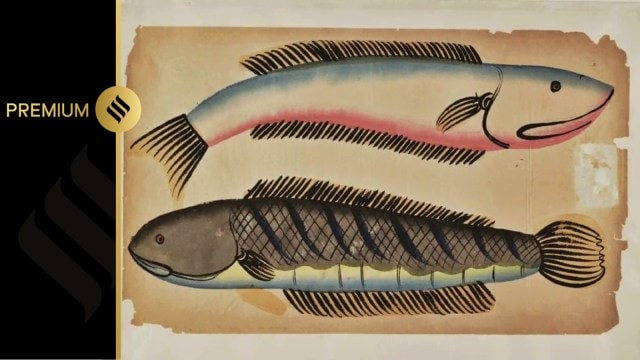 Hooked on ‘ilish-ious’ hilsa: The fish that inspires Bengal’s art ...