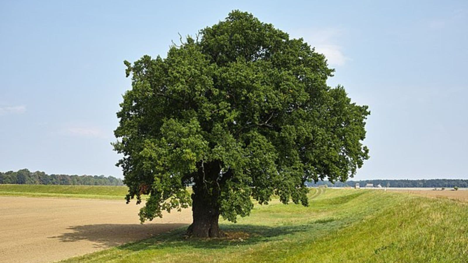 More than a third of the world’s trees face extinction, new report ...