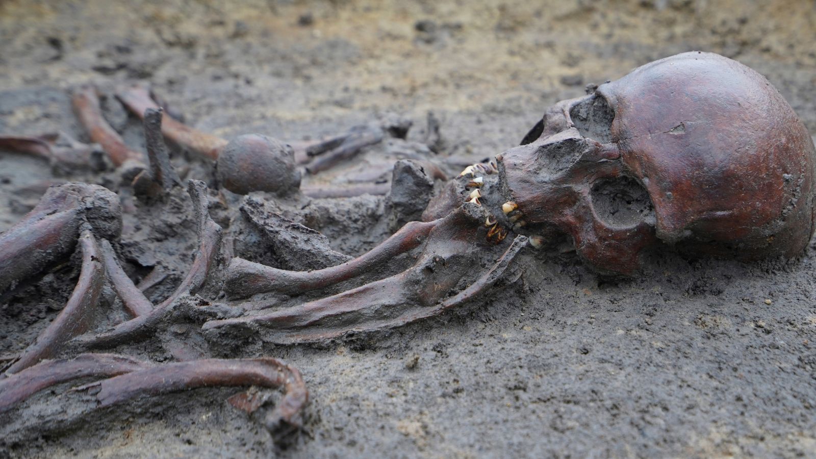 In Denmark, 50 well-preserved Viking Age skeletons have been unearthed ...