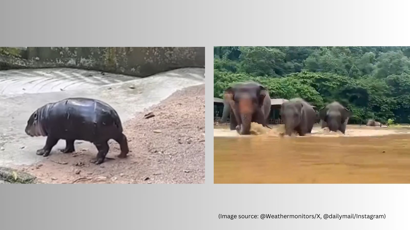 Moo Deng doing ‘moonwalk’, elephants wading through floodwaters in ...