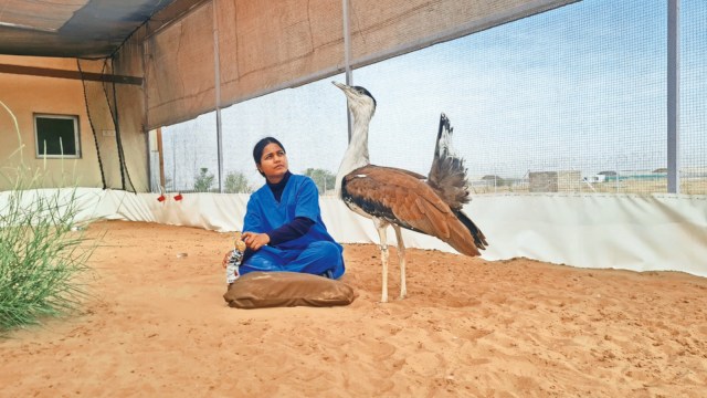 From Suda to Tony, a seed of life for Great Indian Bustards | India ...
