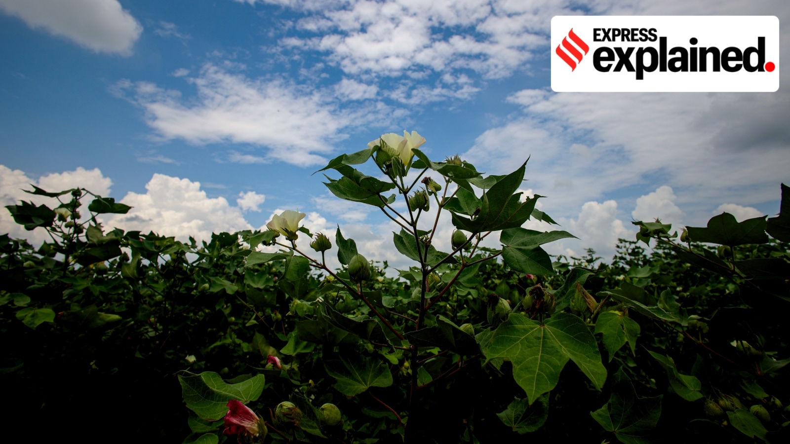 What is the National Agriculture Code, currently being formulated by Bureau of Indian Standards