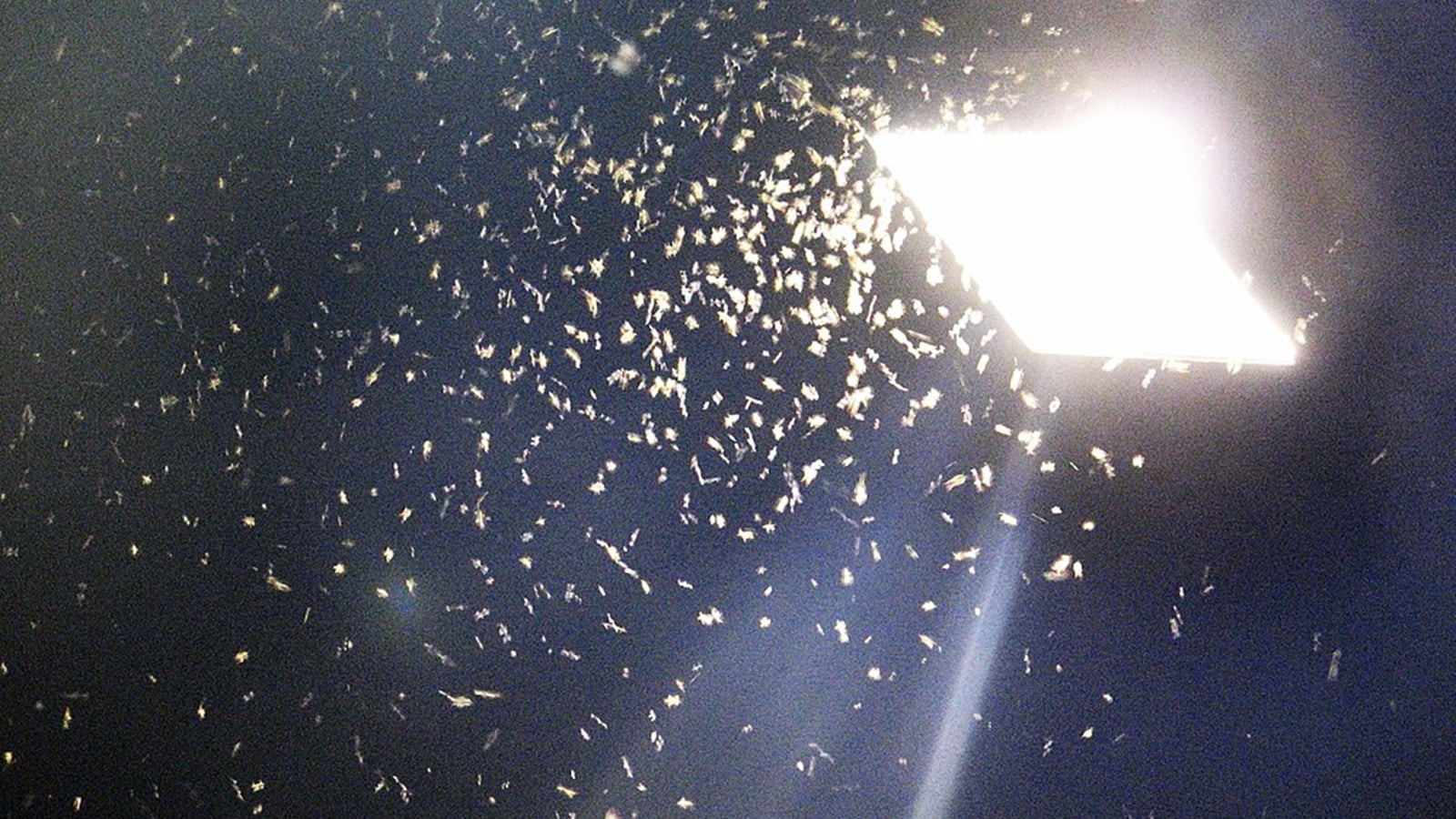 Revealed: The mystery of why insects flock to lights — and how to keep ...