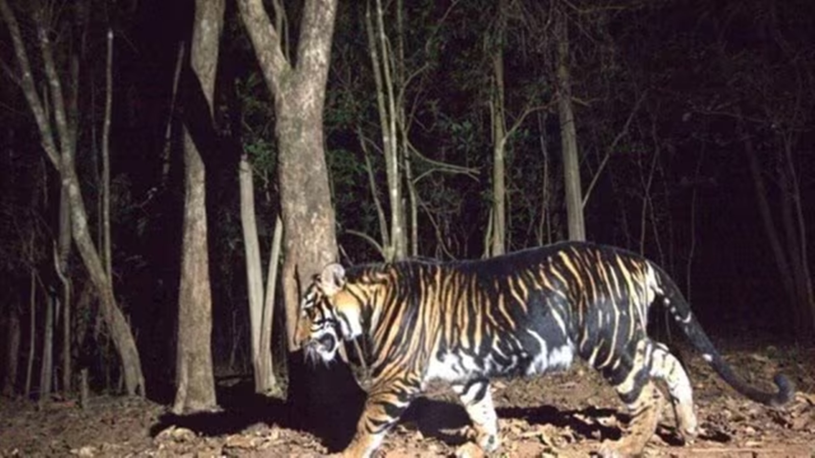 Worried over ‘inbred’ tigers in Similipal reserve, Odisha brings ...