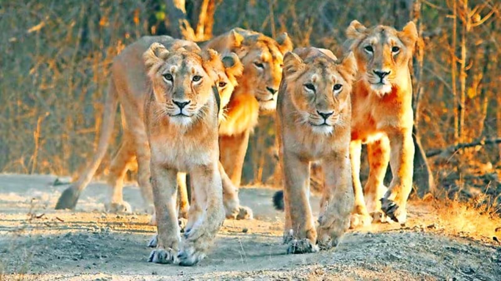 Close shave for pride of Asiatic lions on Railway tracks