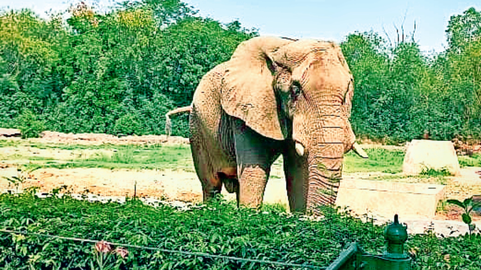 Rubber tyres, log piles: Here is how the Delhi zoo wants to keep ...
