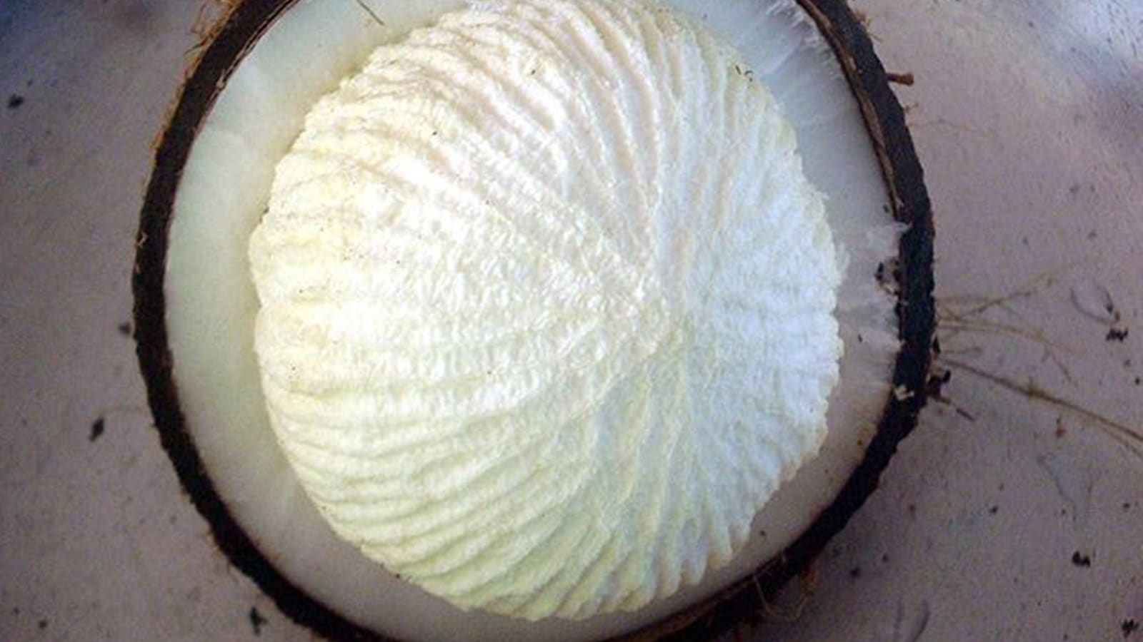 Sprouted coconuts: What they are, and if it’s advisable to have them ...