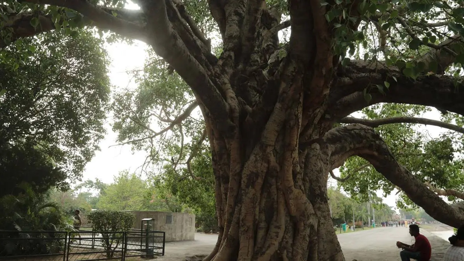 Green Farewell: To check air pollution & felling of trees, Pune ...
