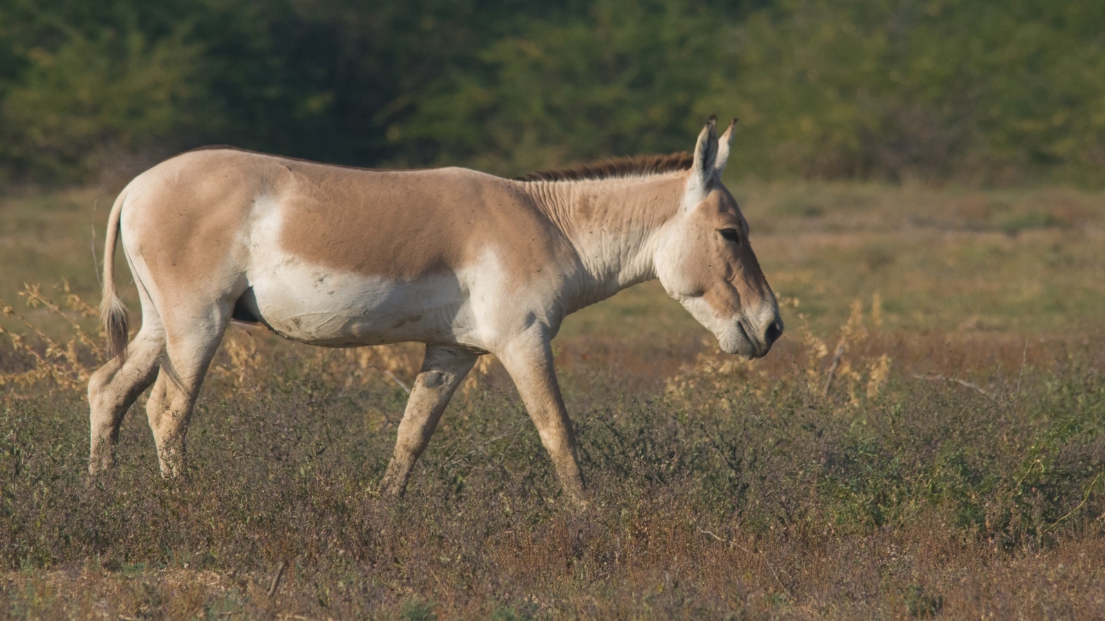 Population of wild asses, an ‘endangered species’, has been rising ...