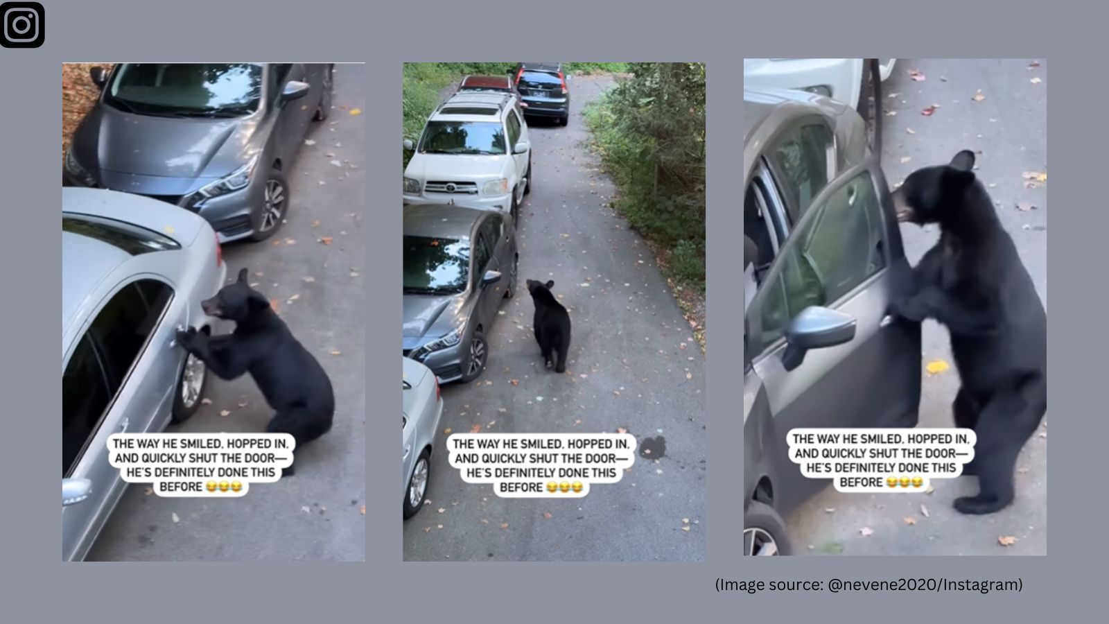 In viral video, bear opens parked car, enters it; netizens say ...
