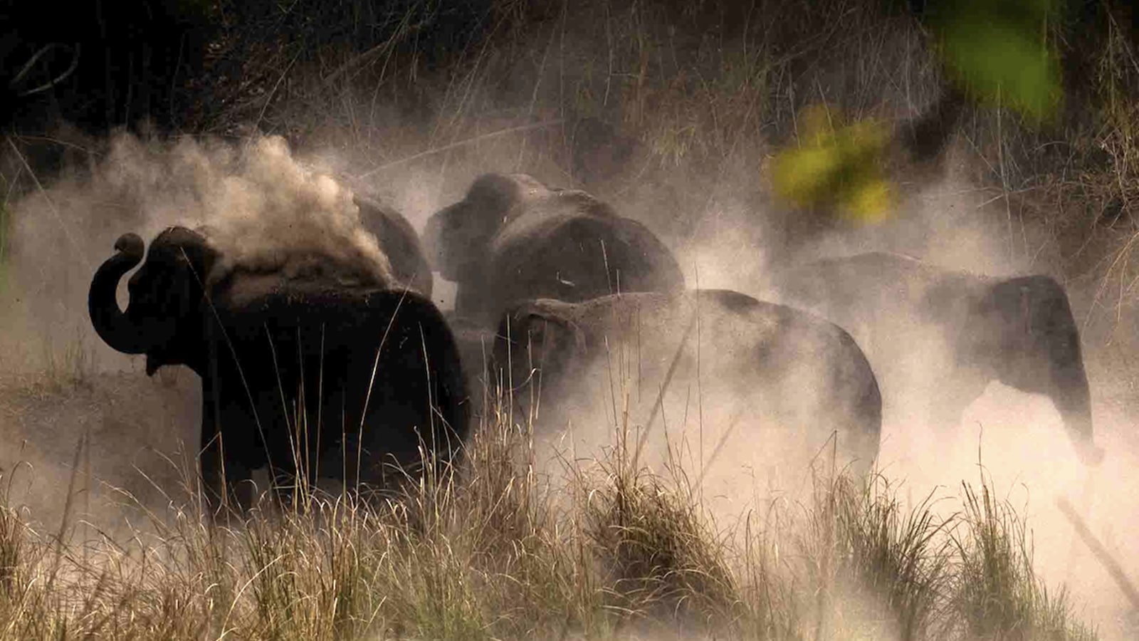 10 of its herd dead, lone tusker guards a mass burial in Bandhavgarh ...