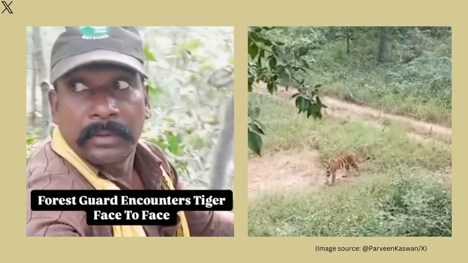 ‘They were lucky…’: Madhya Pradesh forest guards see tiger face to face, win praise for presence ...