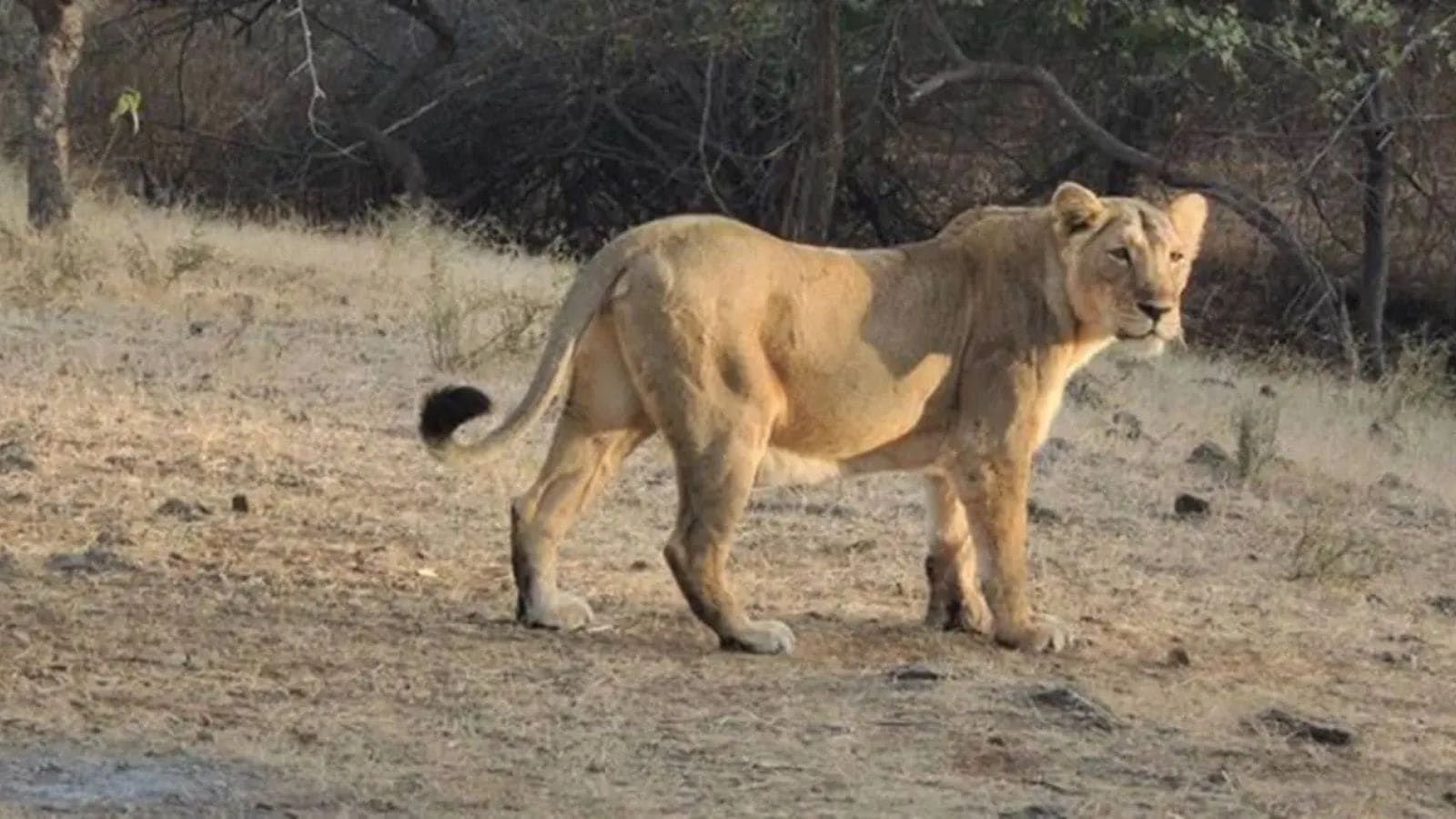 Lion safari push: SGNP to get two more lions from Gujarat in exchange ...