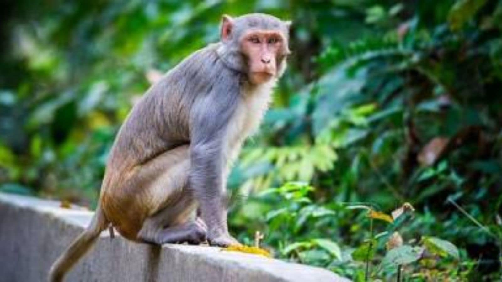 1 monkey recovered safely, 42 others remain on the run from South ...