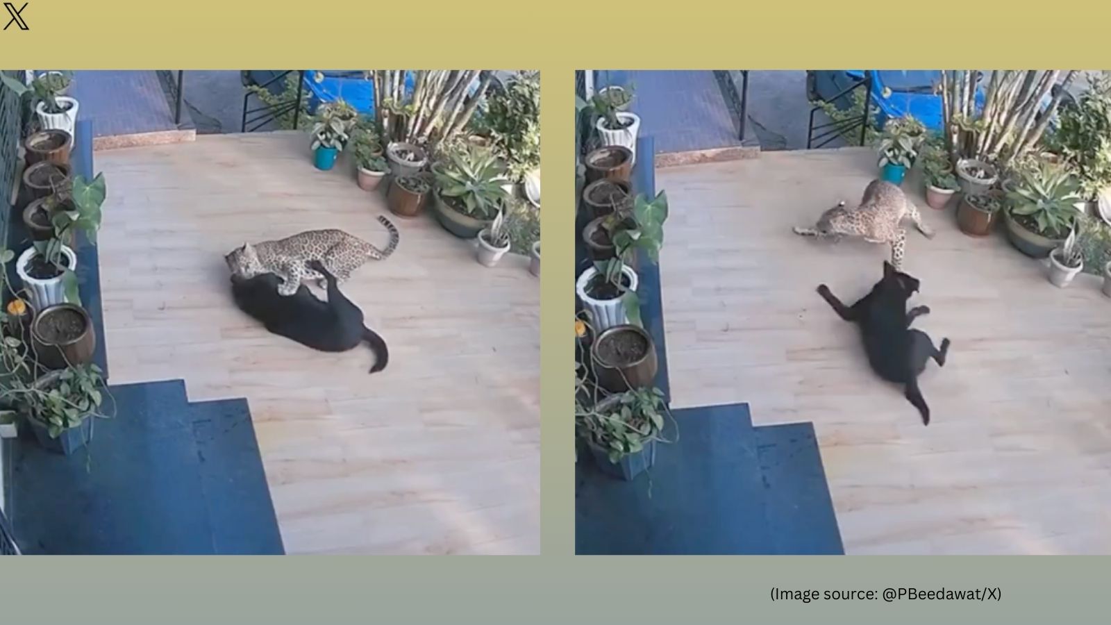 Watch: Leopard enters house in Rajasthan’s Mount Abu, charges on pet ...