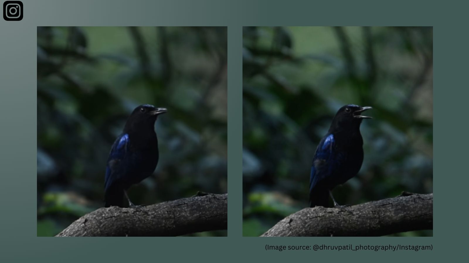 ‘This is pure music’: Wildlife photographer captures melody of ...