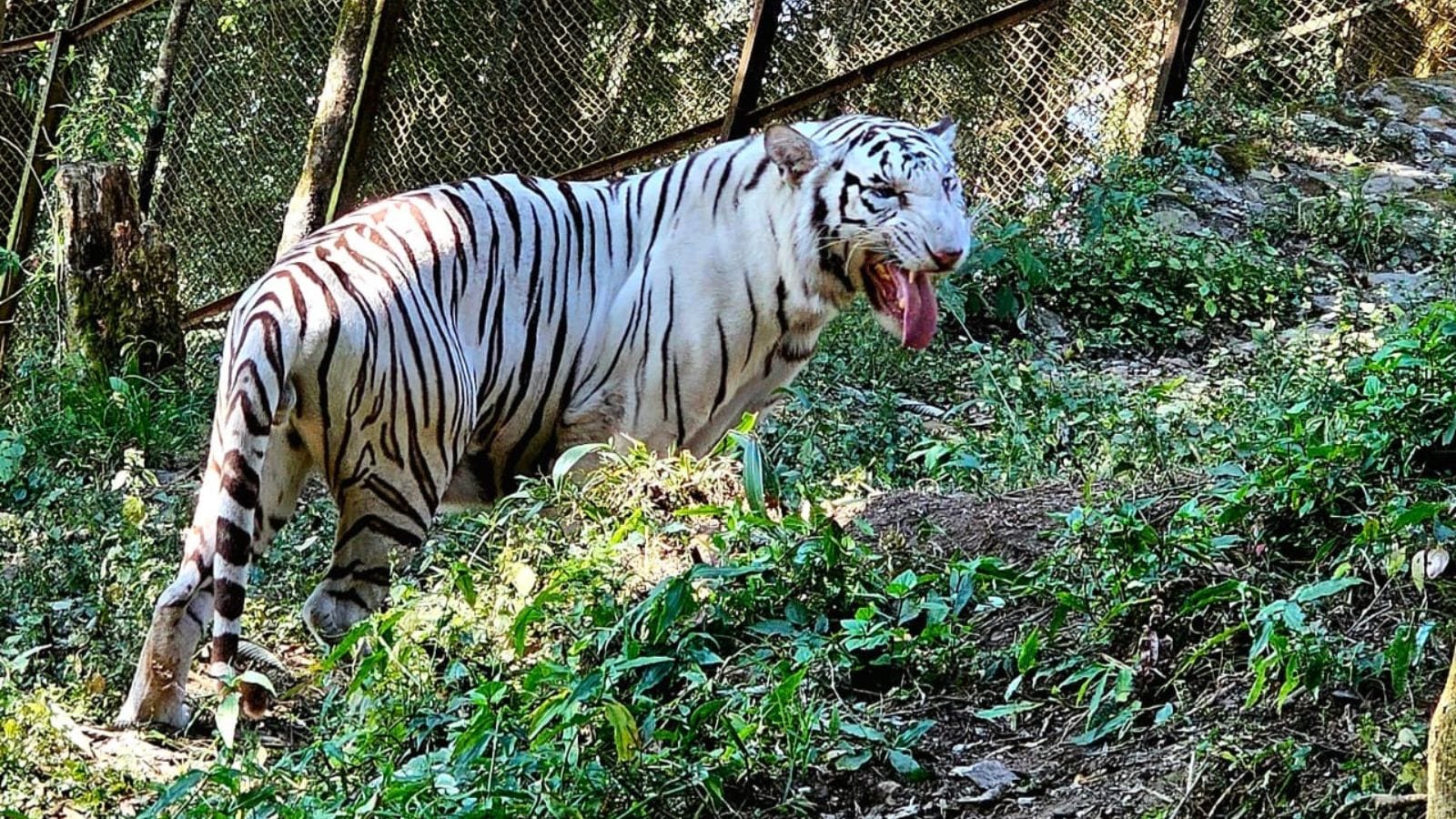With Akash and Nagamani joining from Hyderabad, Darjeeling zoo now the ...