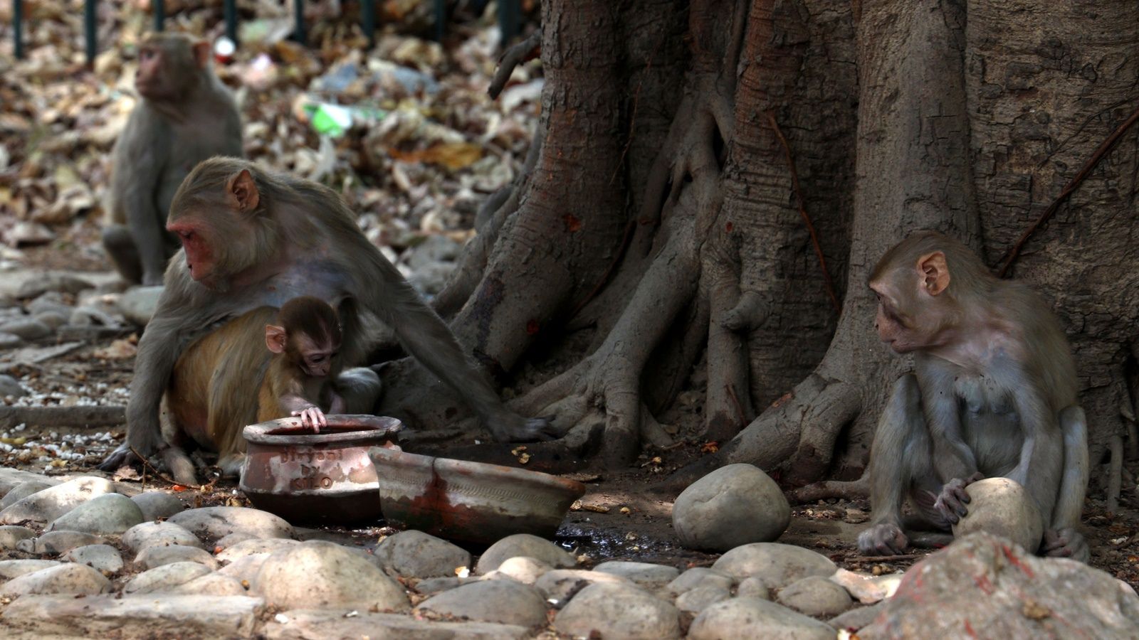 145 monkeys ‘dead after entering FCI godown in Hathras, buried’; FIR ...