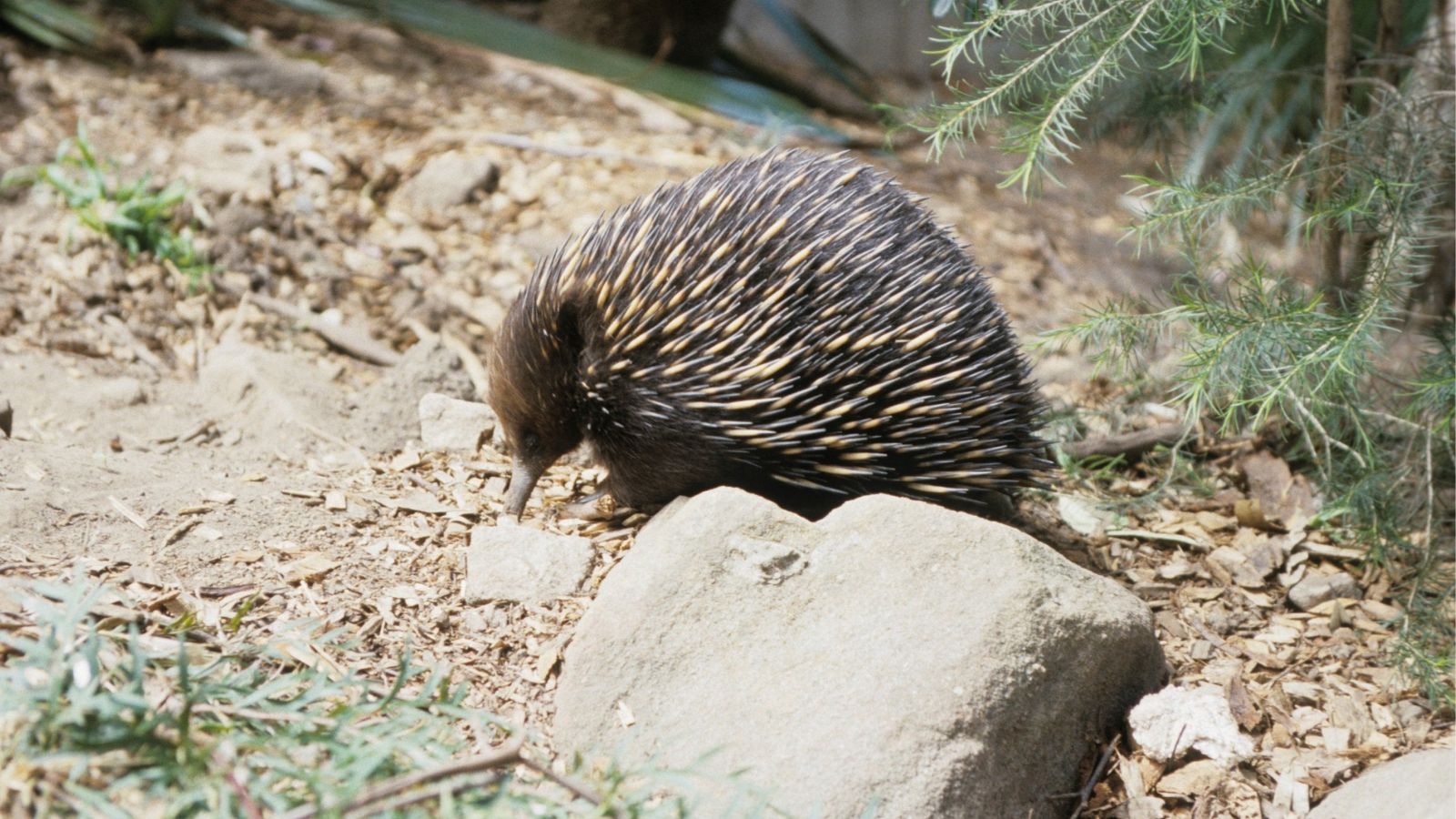 10 rare animal species found only in Australia | Pets-animals News ...