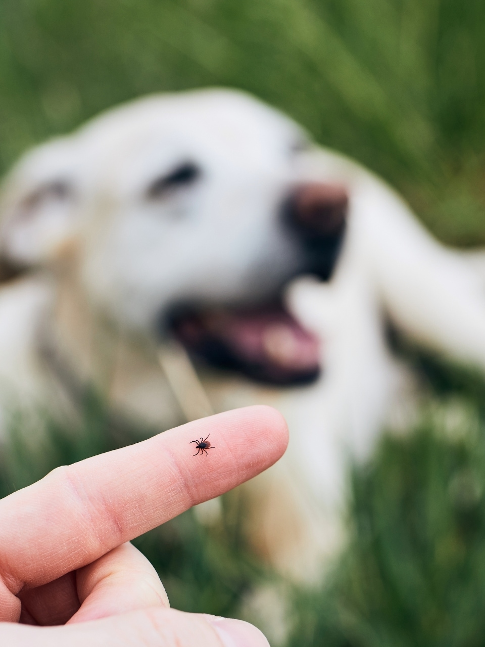 Ticks and your dog: Hidden dangers you should know