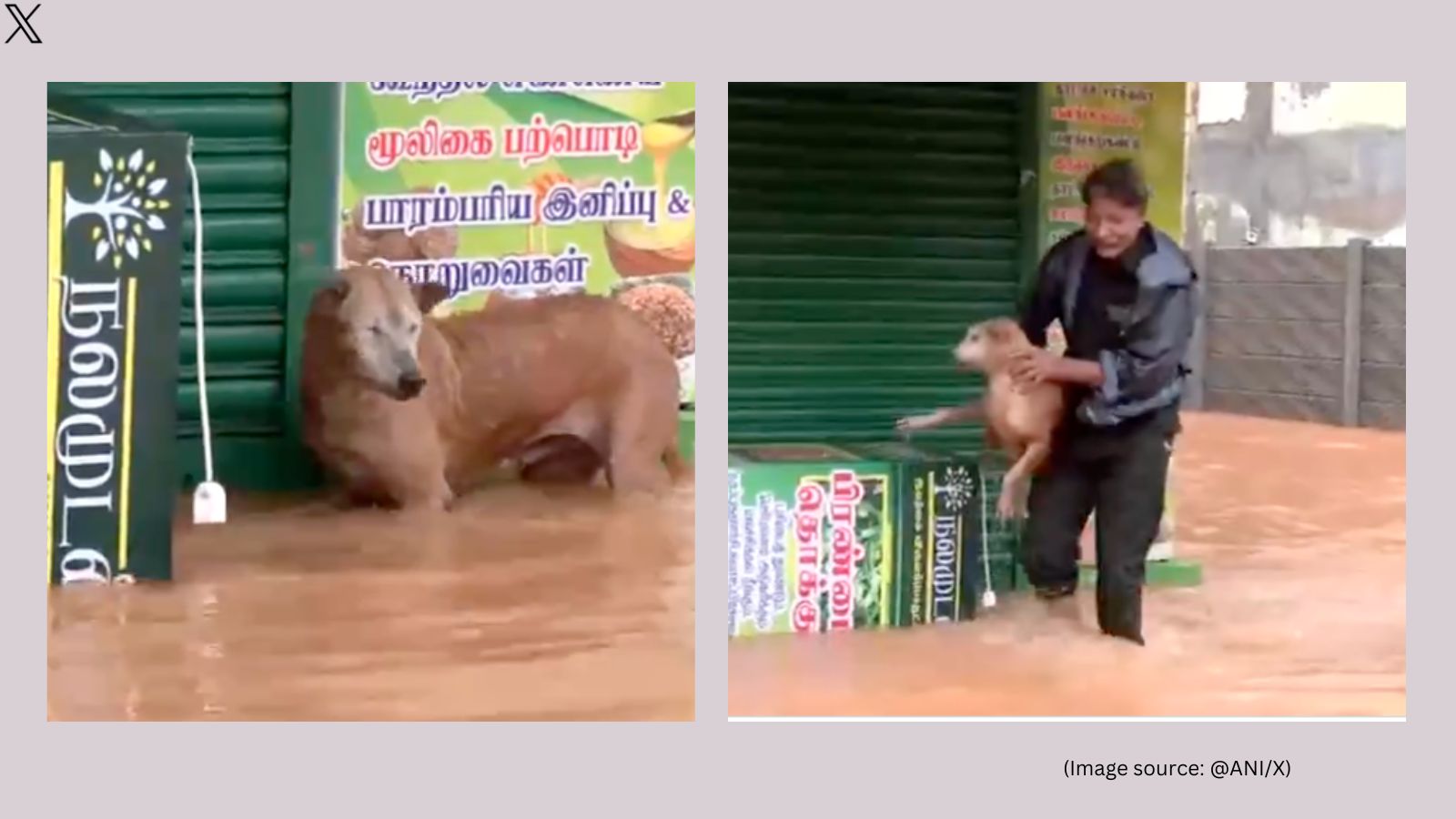 Cyclone Fengal: Man rescues dog stranded amid flooded area in ...