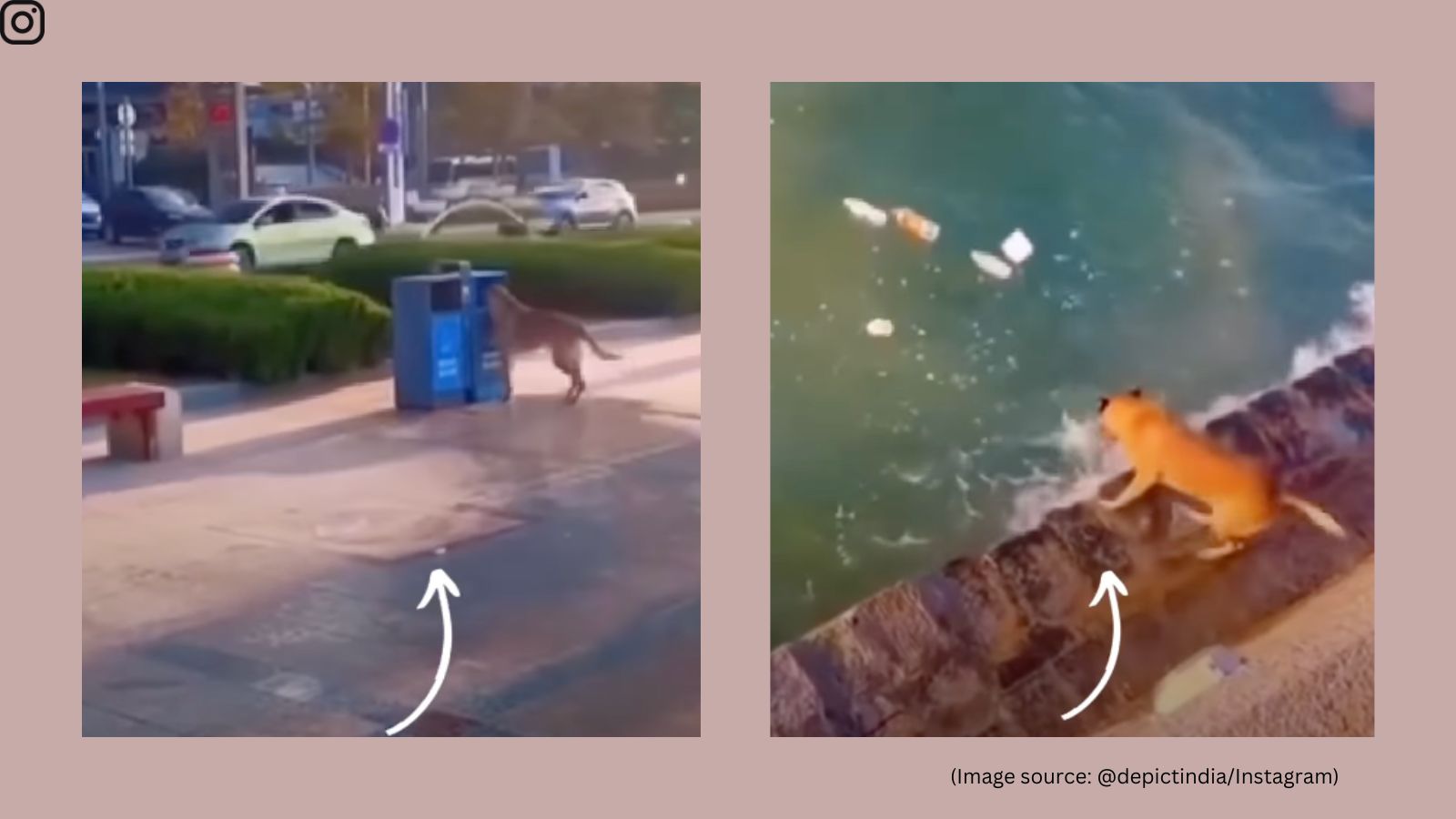 Watch: Dog jumps into waterbody to remove plastic bottle, disposes it ...