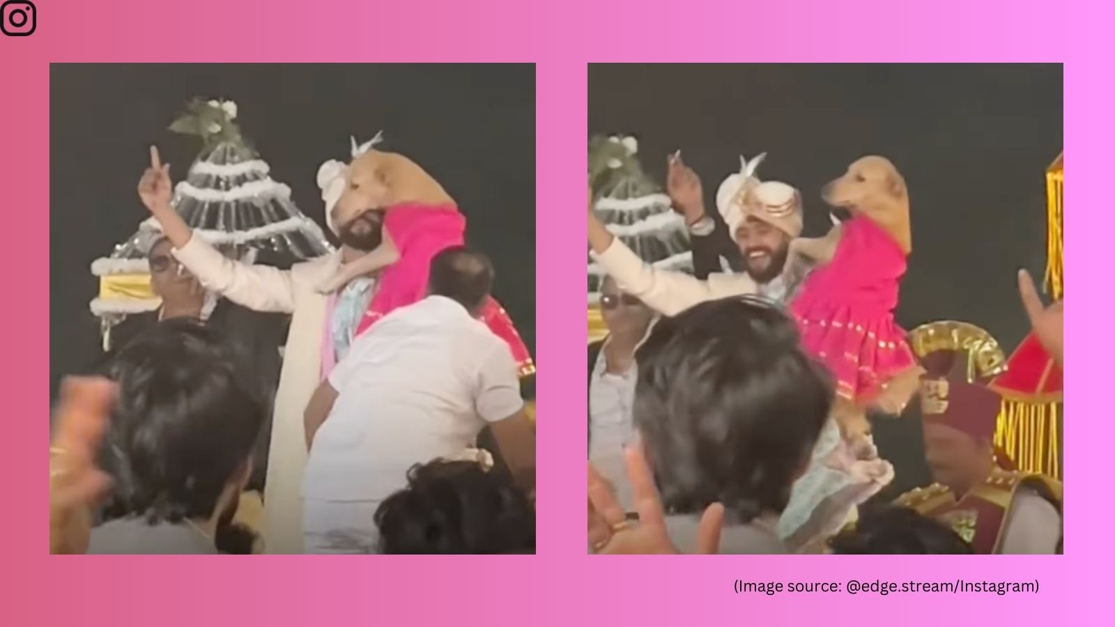 Groom dances with pet dog during baraat procession, viral video wins ...