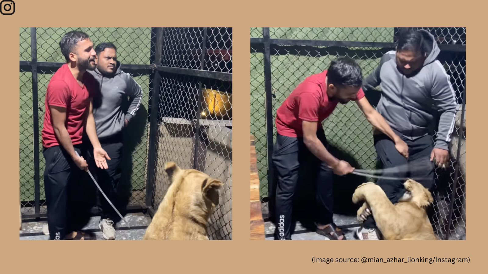 ‘Pet’ lion turns aggressive in cage, attacks man. Watch viral video ...