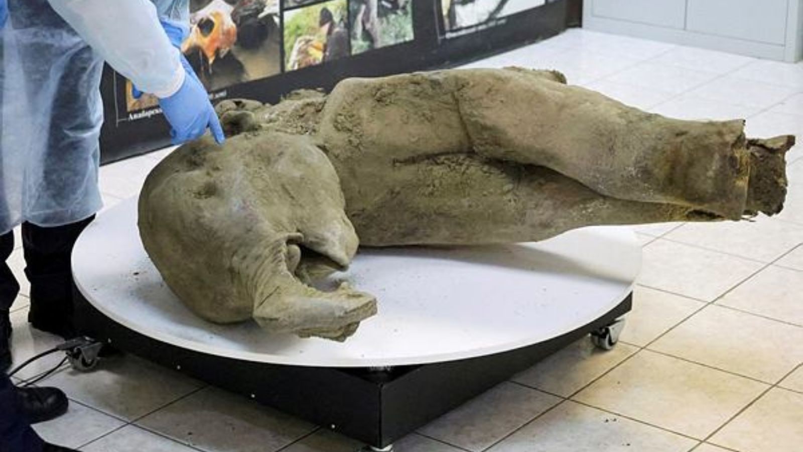 Scientists unveil 50,000-year-old baby mammoth remains | World News ...
