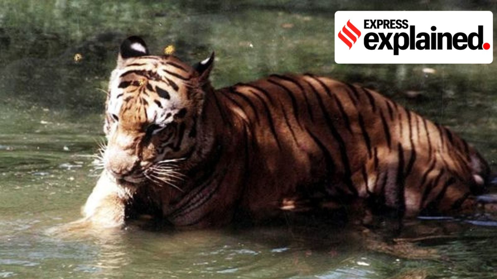 With Ratapani in MP declared India’s latest tiger reserve, all about ...