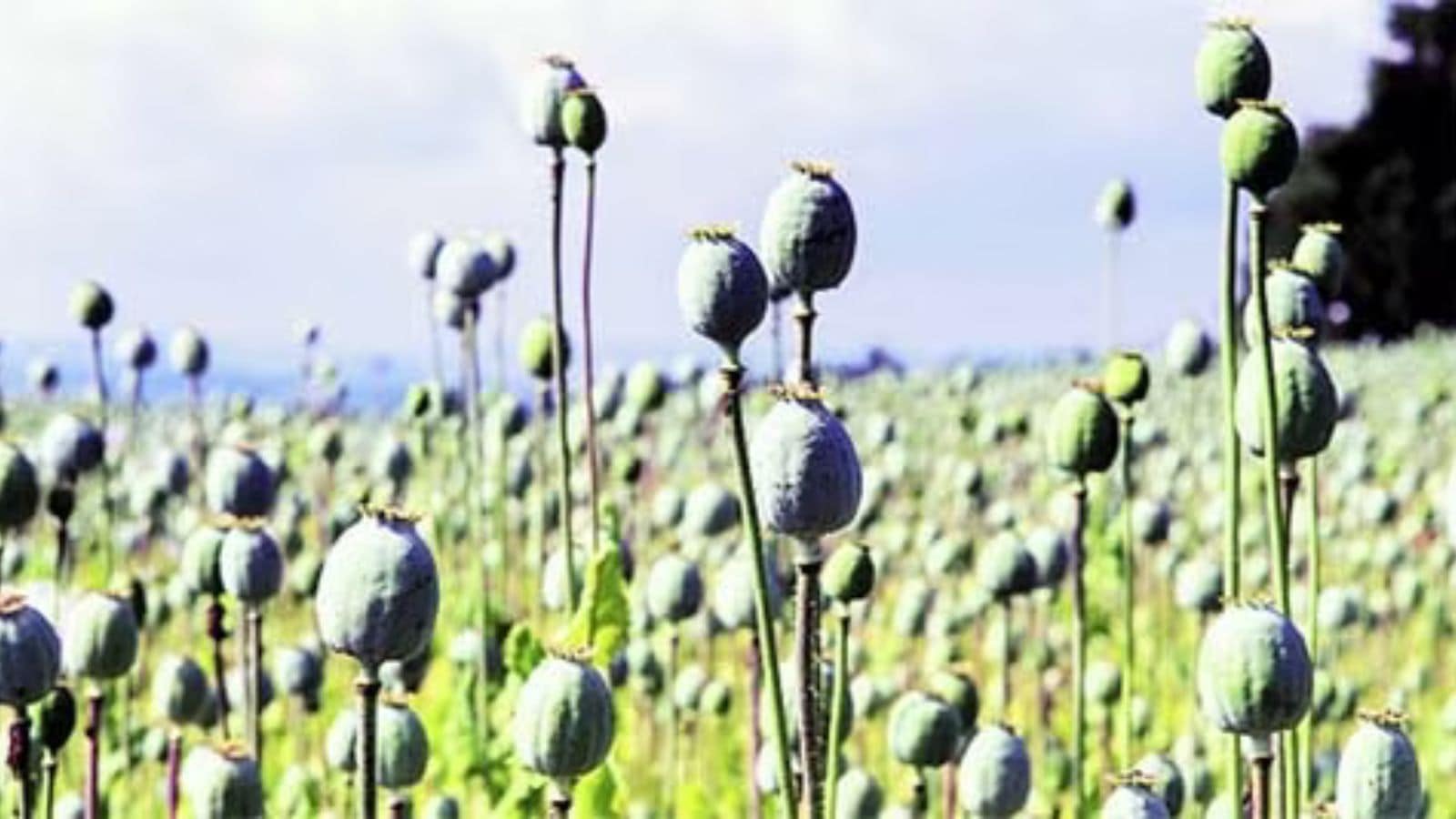 55 acres of illegal poppy cultivation destroyed in Manipur’s Ukhrul ...