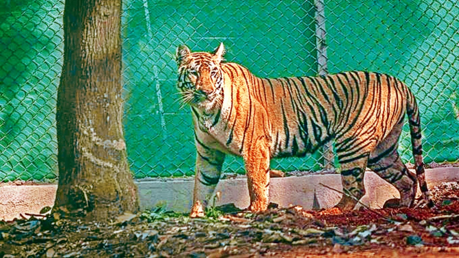 Zeenat makes her ‘first kill’, forest officials step up efforts to ...