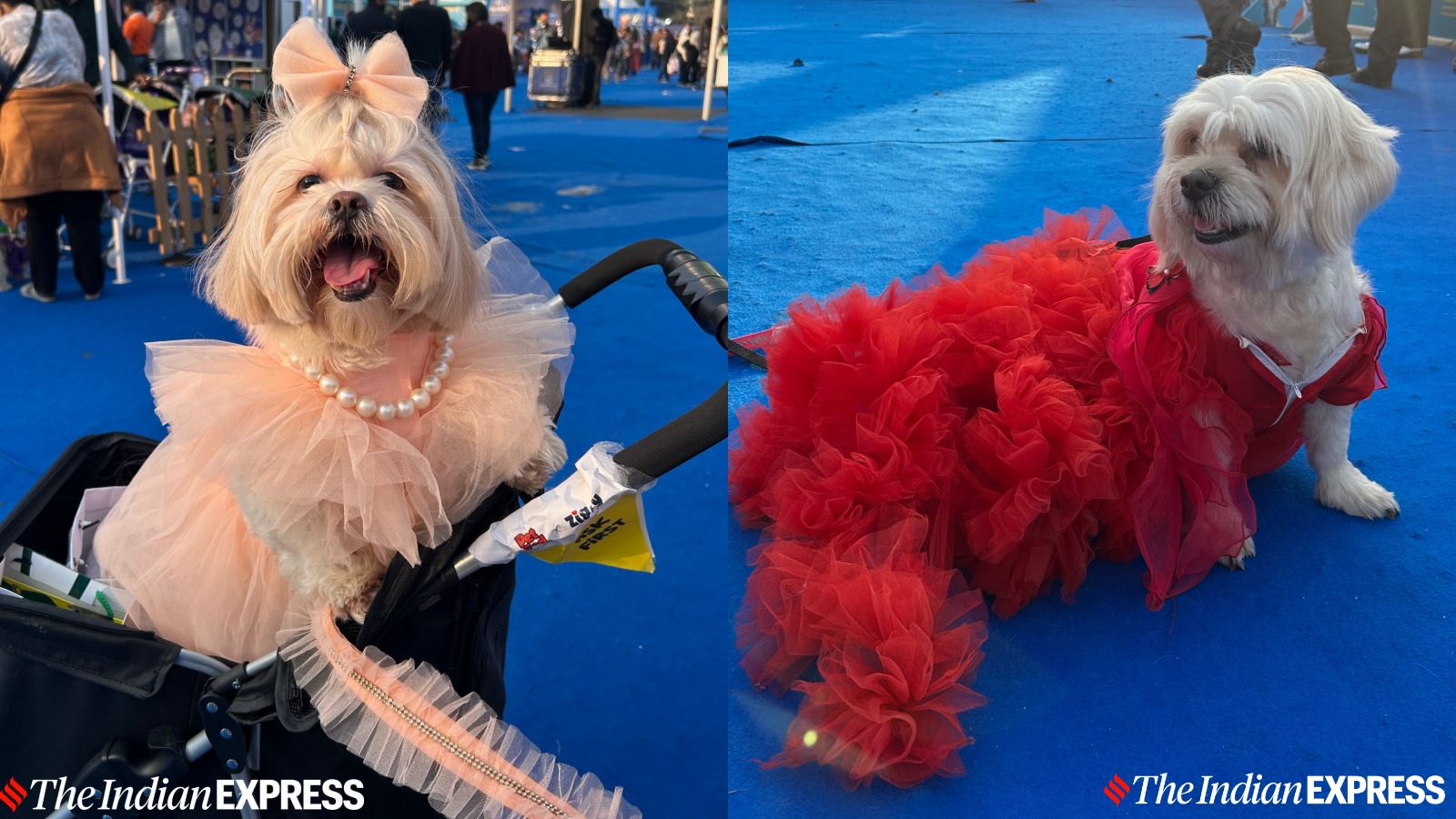 Of bows, tutus, and pearls: The most stylish dogs at Pet Fed 2024 ...