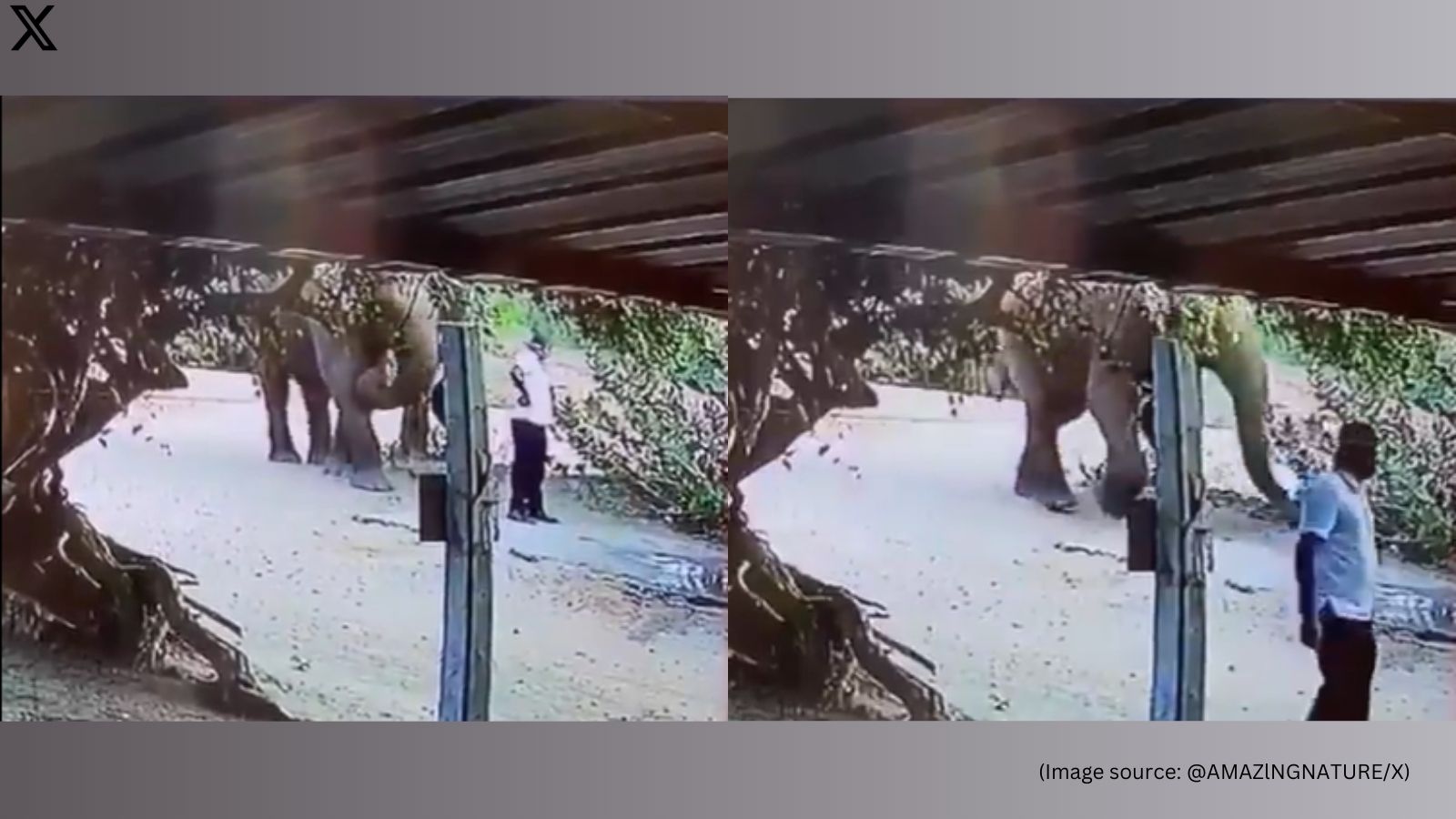 Elephant politely asks man to step aside in viral video; wins hearts ...