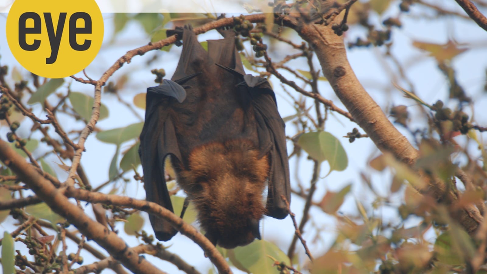 Fruit bats: the Boeings and Airbuses of the animal kingdom | Eye News ...