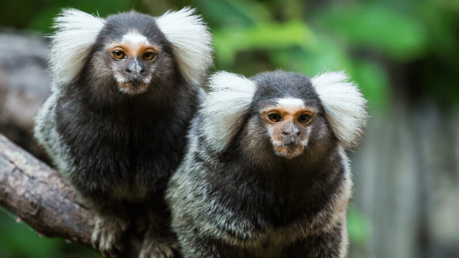 Pune’s Katraj zoo to house marmosets from South America, mouse deer ...