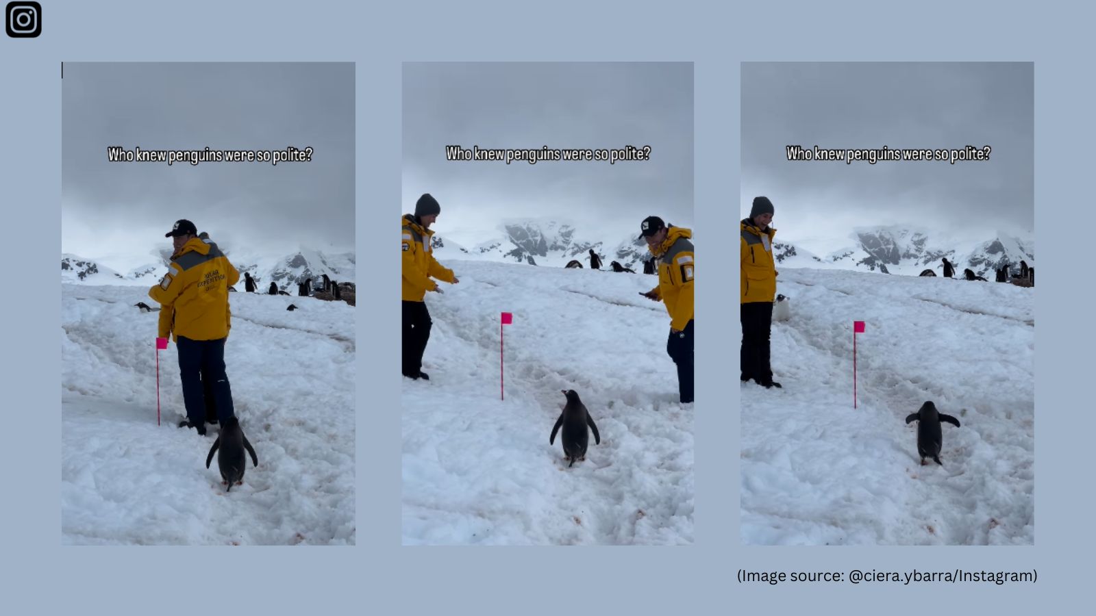 ‘Too nervous to say excuse me’: Polite penguin waits for couple to move ...