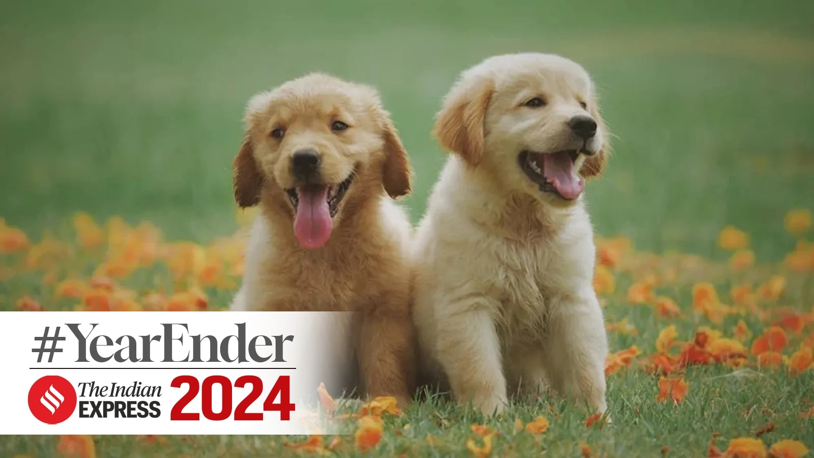 Yearender 2024: Trends that ruled the pet industry | Pets-animals News ...