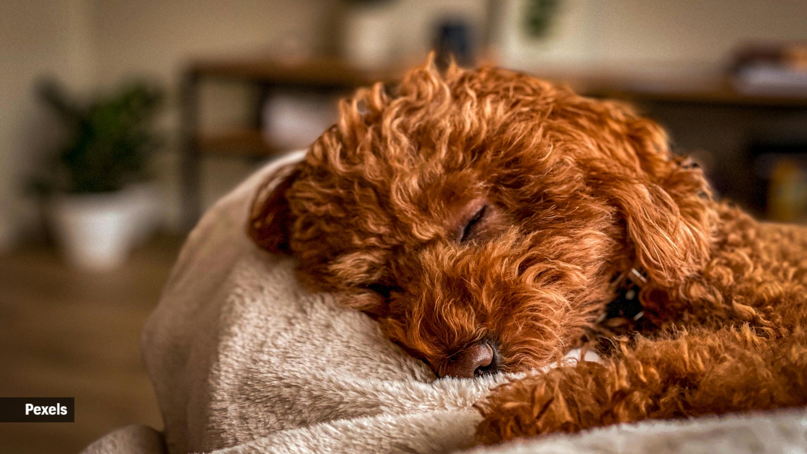 ‘Tick’ing bombs: How to protect your dog from these dangerous parasites ...
