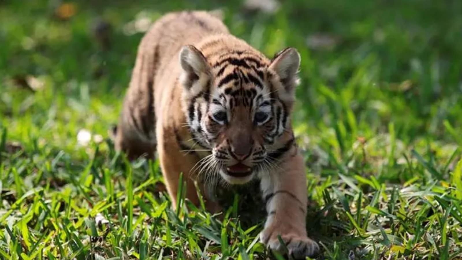 Three newborn tiger cubs die in Bengal zoo after their mother lift them ...