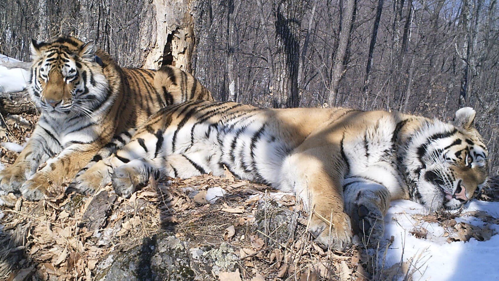 Separated by 200 km, two Siberian tigers defy odds to reunite: what ...