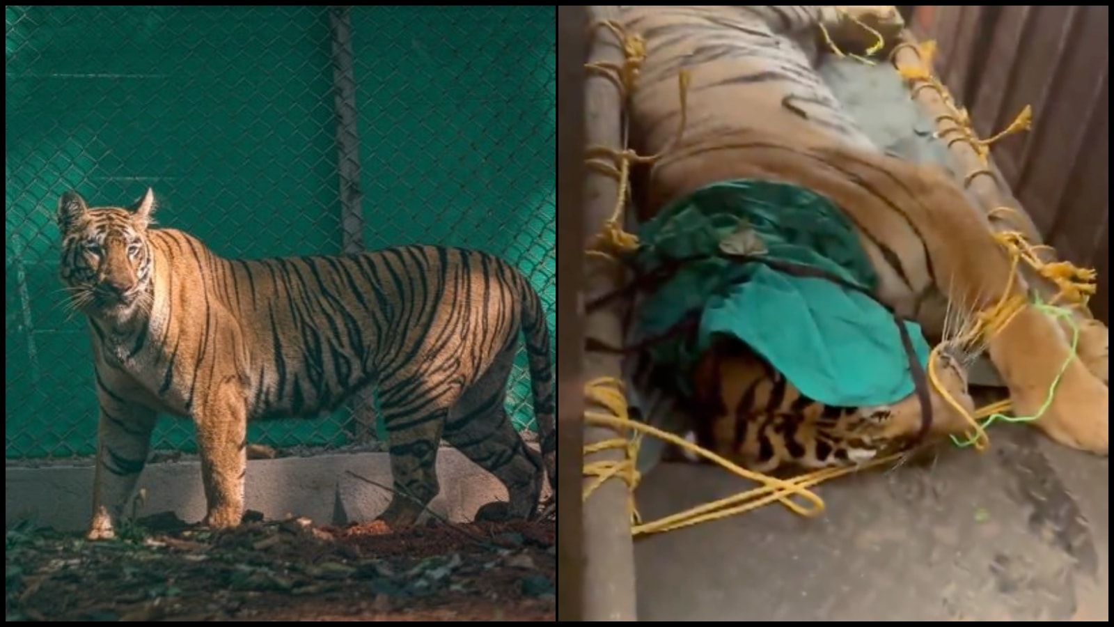 End of 21-day hunt, tigress Zeenat sedated and caged in Bengal ...