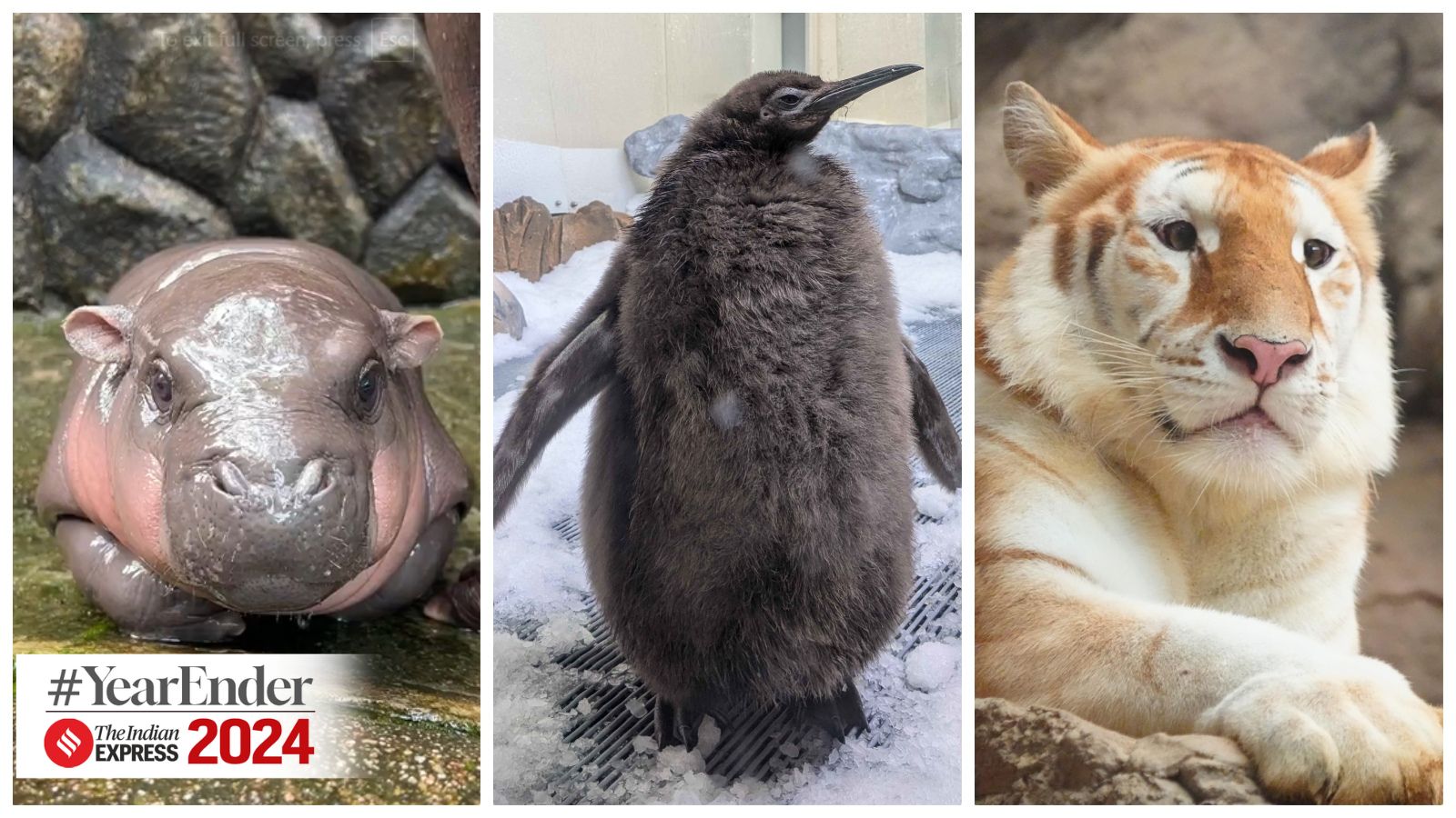 Most adorable animals yearender 2024: From Moo Deng to Ava, adorable ...