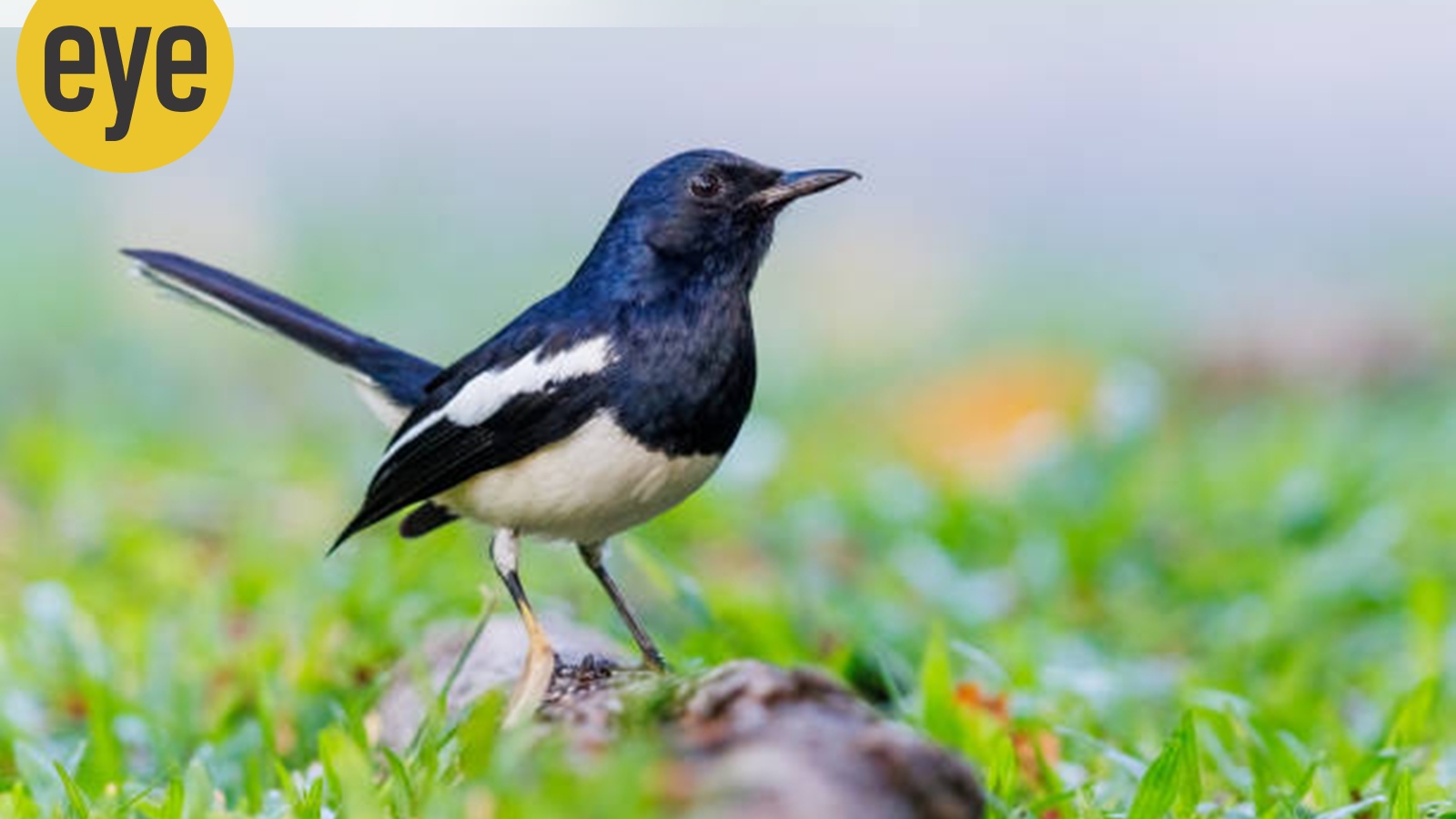 The croon of the magpie-robin | Eye News - The Indian Express